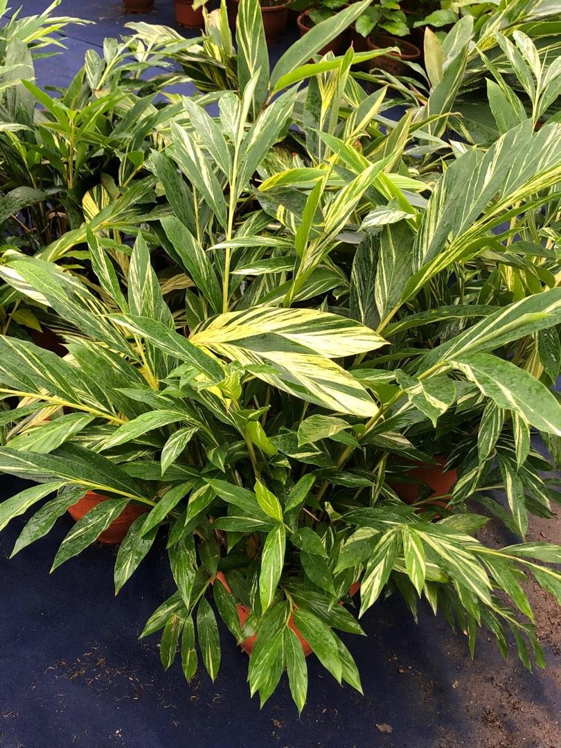 Large -Variegated Alphina Shell Ginger Plant, Furniture & Home Living ...