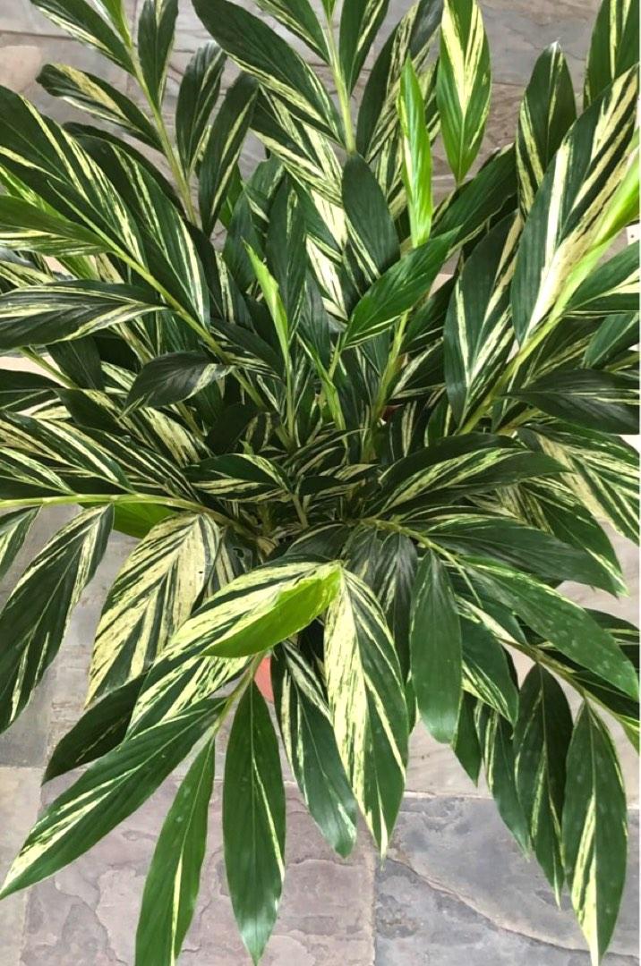 Large -Variegated Alphina Shell Ginger Plant, Furniture & Home Living ...