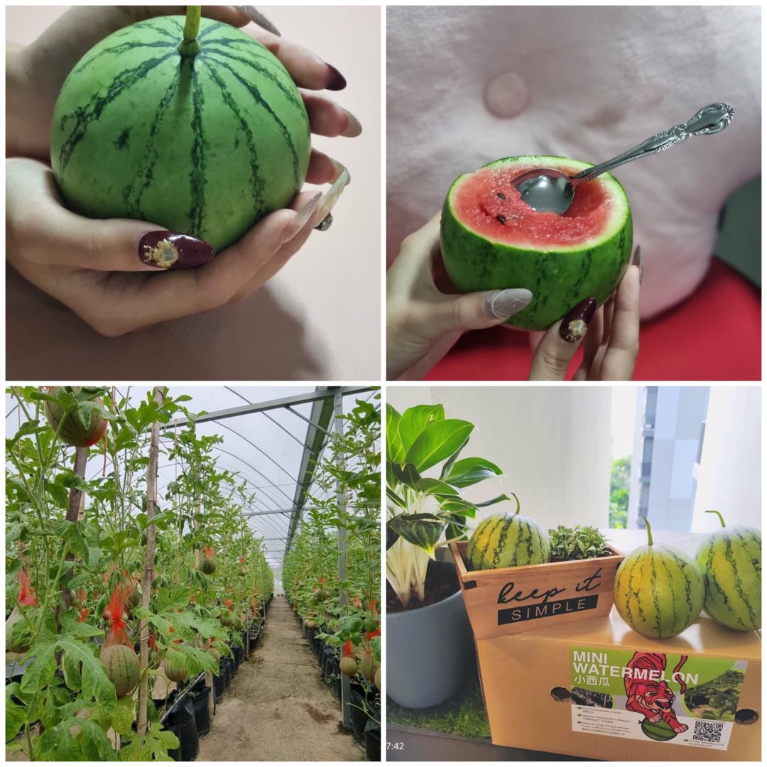Mini Watermelons, Food & Drinks, Local Eats on Carousell