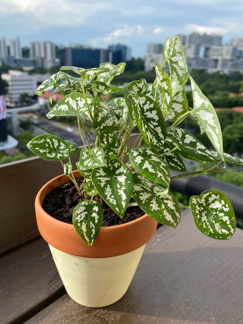 Mini white ear caladium hamboldtii angel wing, Furniture & Home Living ...