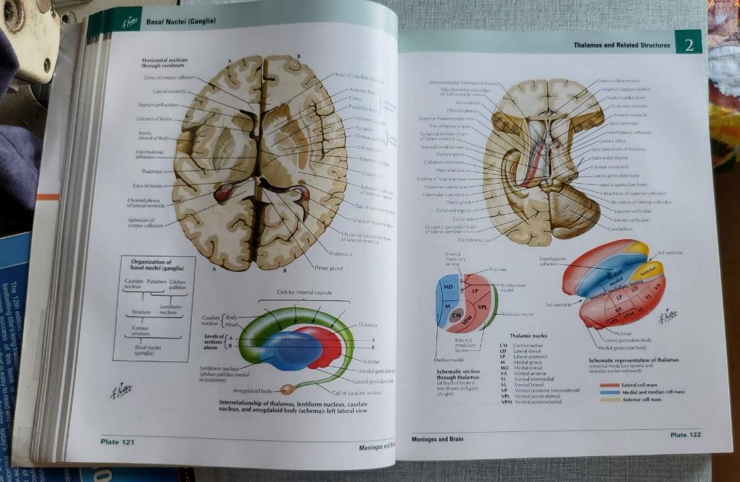 Netter's Atlas of Human Anatomy (7th Ed.), Hobbies & Toys, Books ...