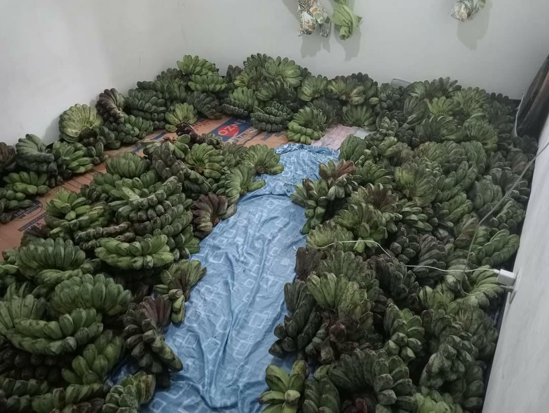 SAGING SABA 25PESOS/KILO, Food & Drinks, Fresh Produce on Carousell