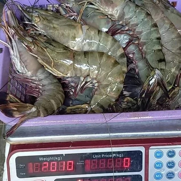 Sugpo 15 to 18pcs, Food & Drinks, Fresh Produce on Carousell