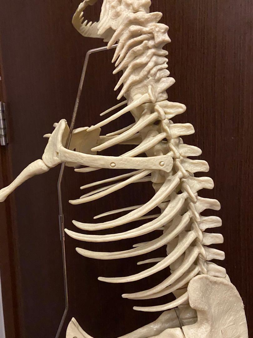 超級巨型 4d 3D 立體拼圖 puzzle 1:8 1/8 GEOREX GEOWORLD DINOSAUR T-REX Rex ...