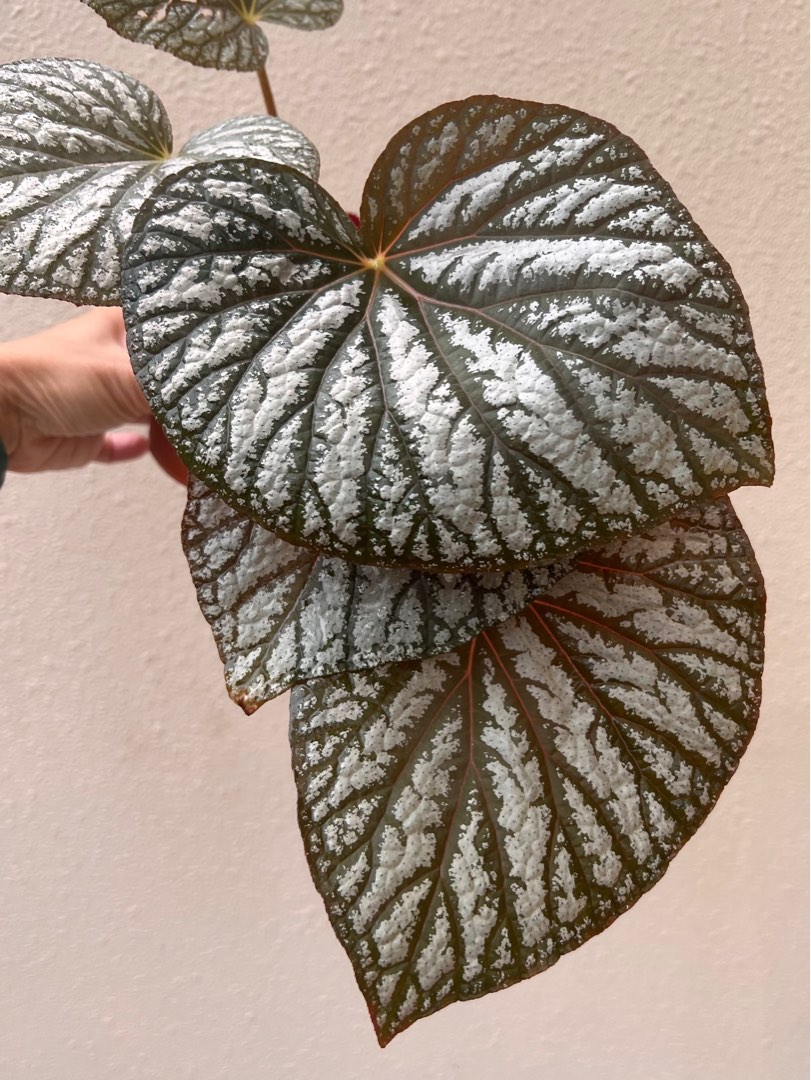 Begonia U501, Furniture & Home Living, Gardening, Plants & Seeds on Carousell