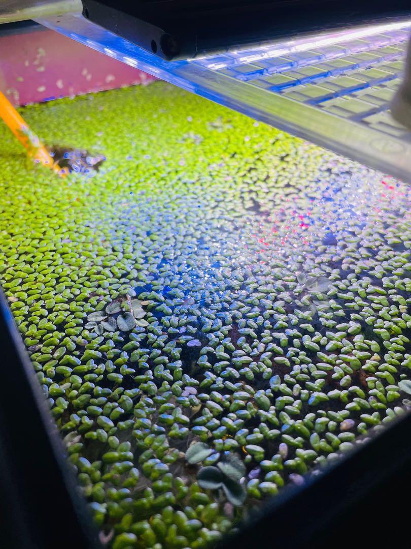 Duck Weed for your Aquarium, Pet Supplies, Homes & Other Pet ...