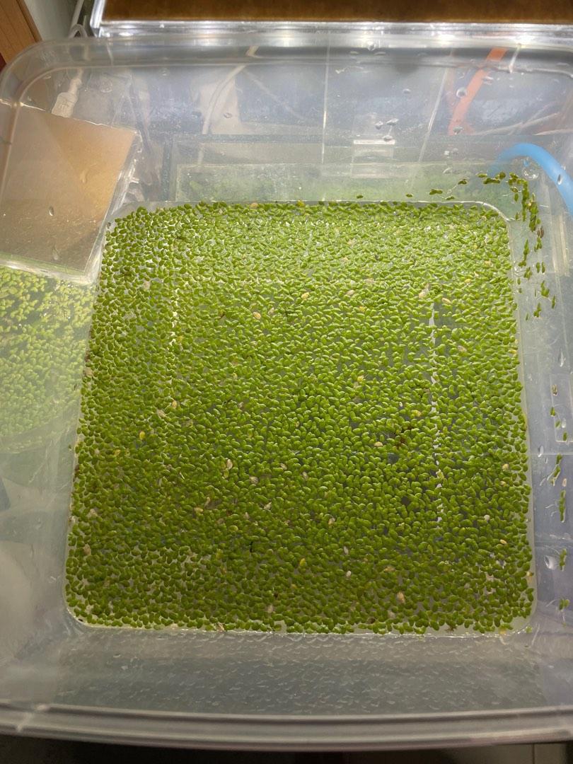 Duck Weed for your Aquarium, Pet Supplies, Homes & Other Pet ...