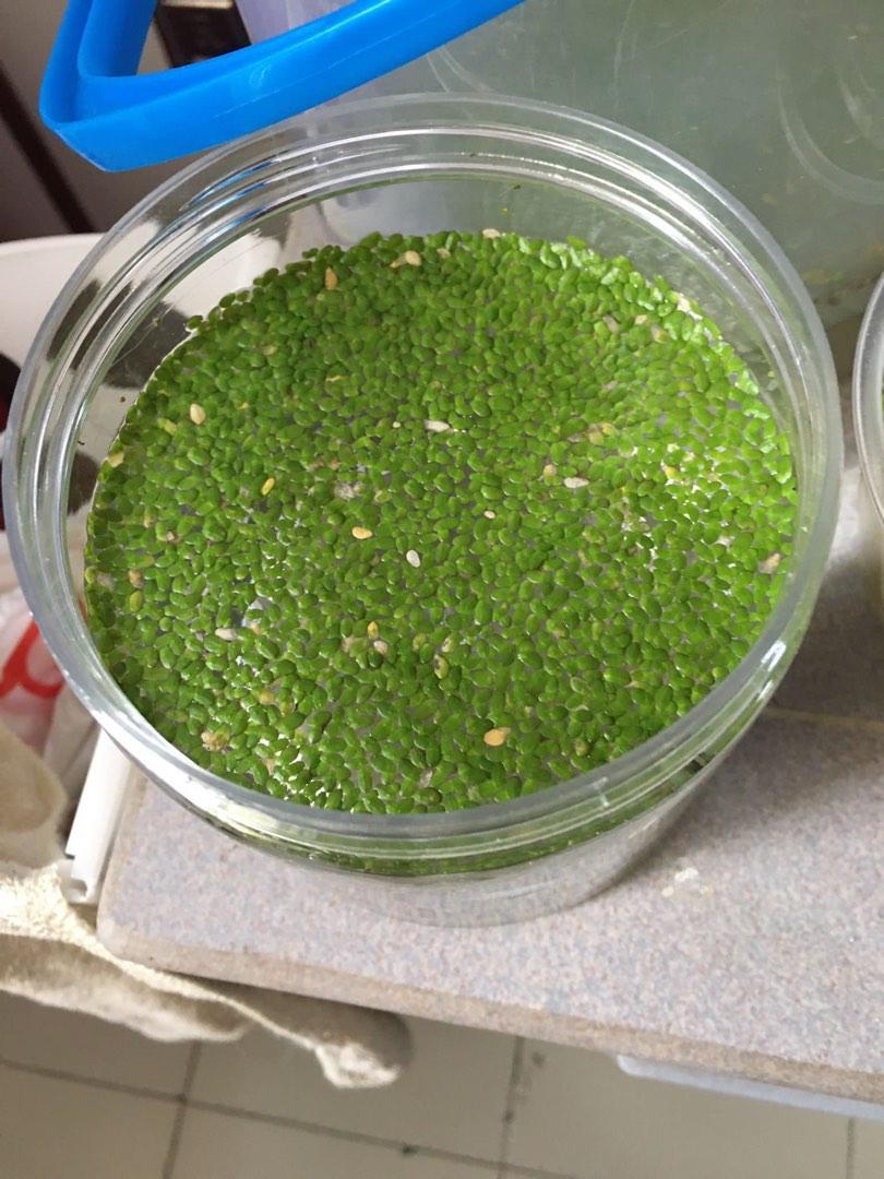 Duck Weed for your Aquarium, Pet Supplies, Homes & Other Pet ...