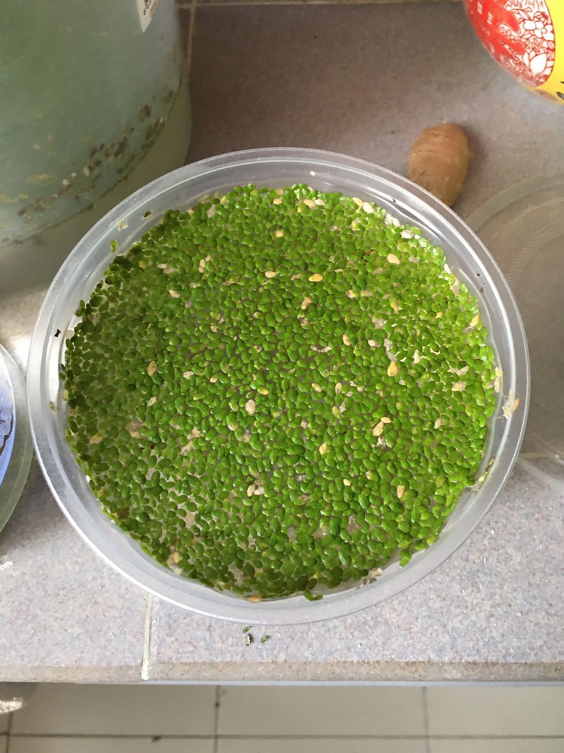 Duck Weed for your Aquarium, Pet Supplies, Homes & Other Pet ...