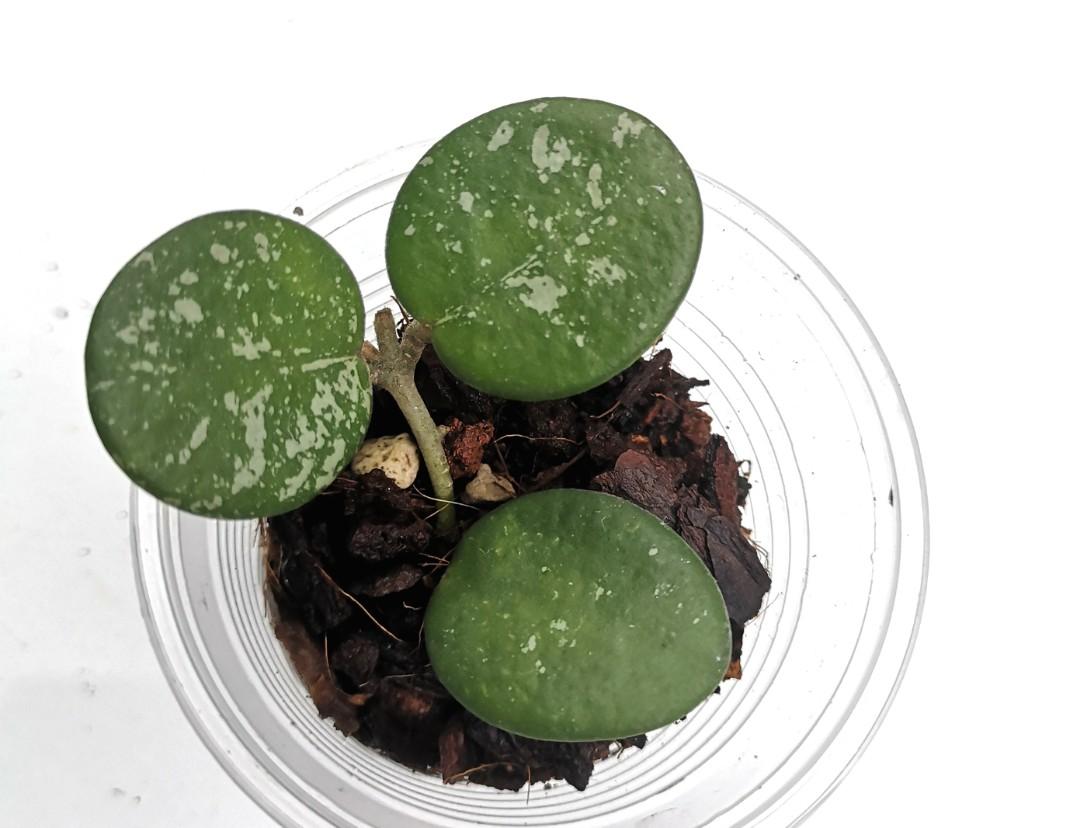 Hoya Mathilde splash, Furniture & Home Living, Gardening, Plants ...