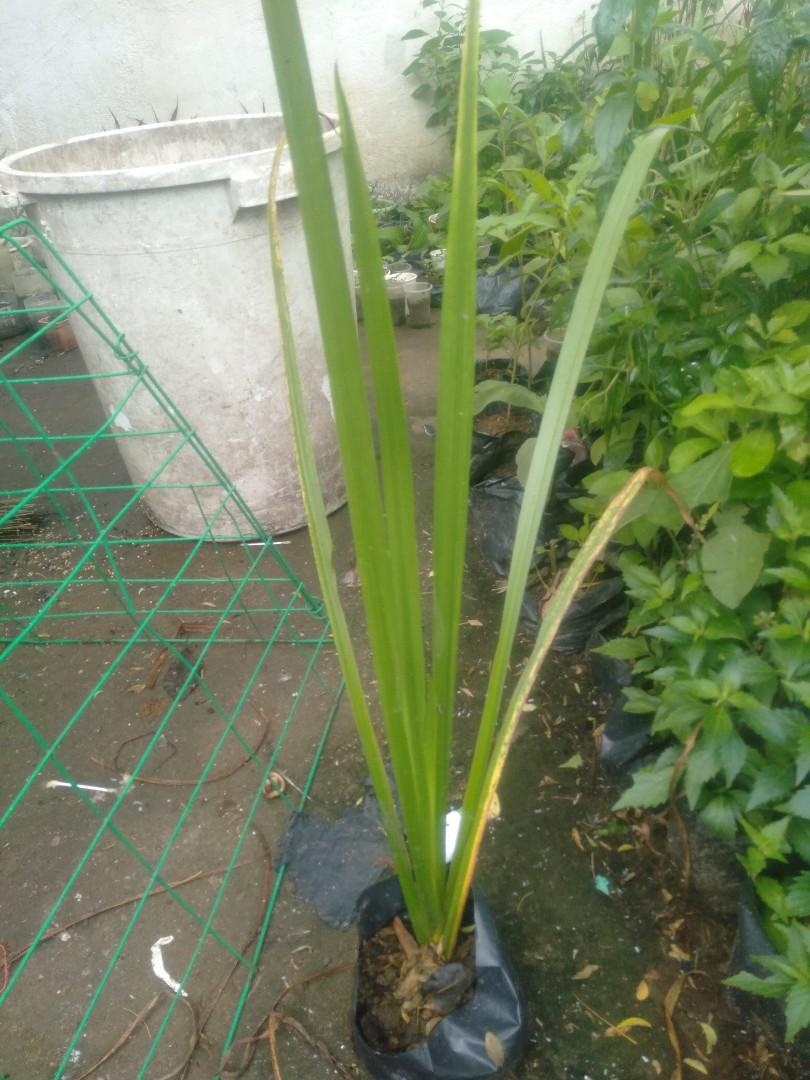 Lubigan plants, Furniture & Home Living, Gardening, Plants & Seeds on ...