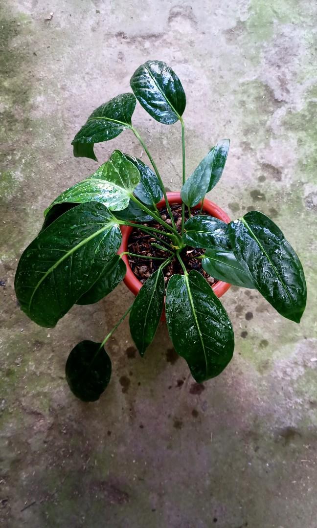 Anthurium Spectabile, Furniture & Home Living, Gardening, Plants ...