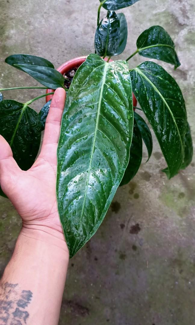 Anthurium Spectabile, Furniture & Home Living, Gardening, Plants ...