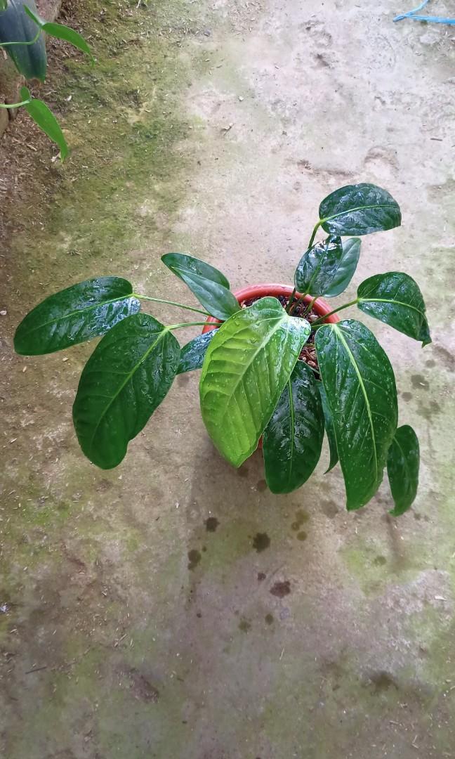 Anthurium Spectabile, Furniture & Home Living, Gardening, Plants ...