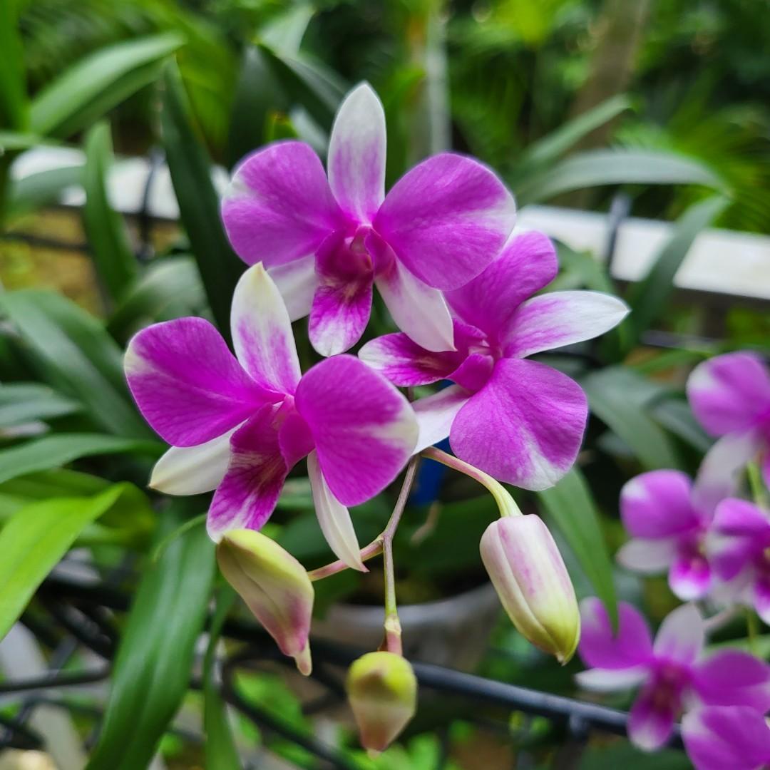 Blooming Mini Dendrobium Purple Splash Specimen size Orchid, Furniture ...