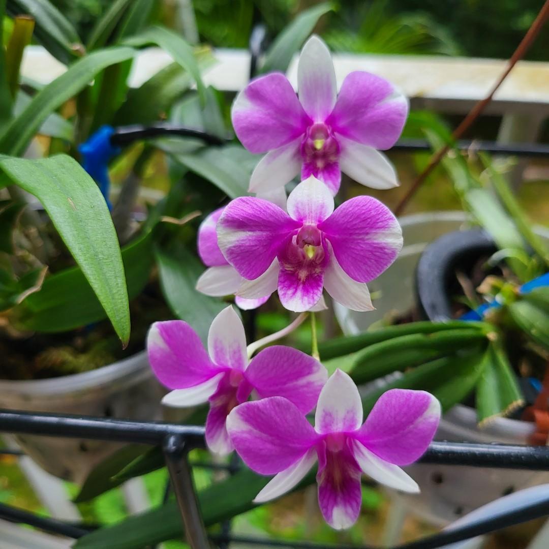 Blooming Mini Dendrobium Purple Splash Specimen size Orchid, Furniture ...
