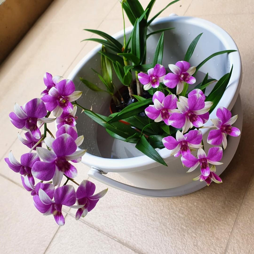 Blooming Mini Dendrobium Purple Splash Specimen size Orchid, Furniture ...