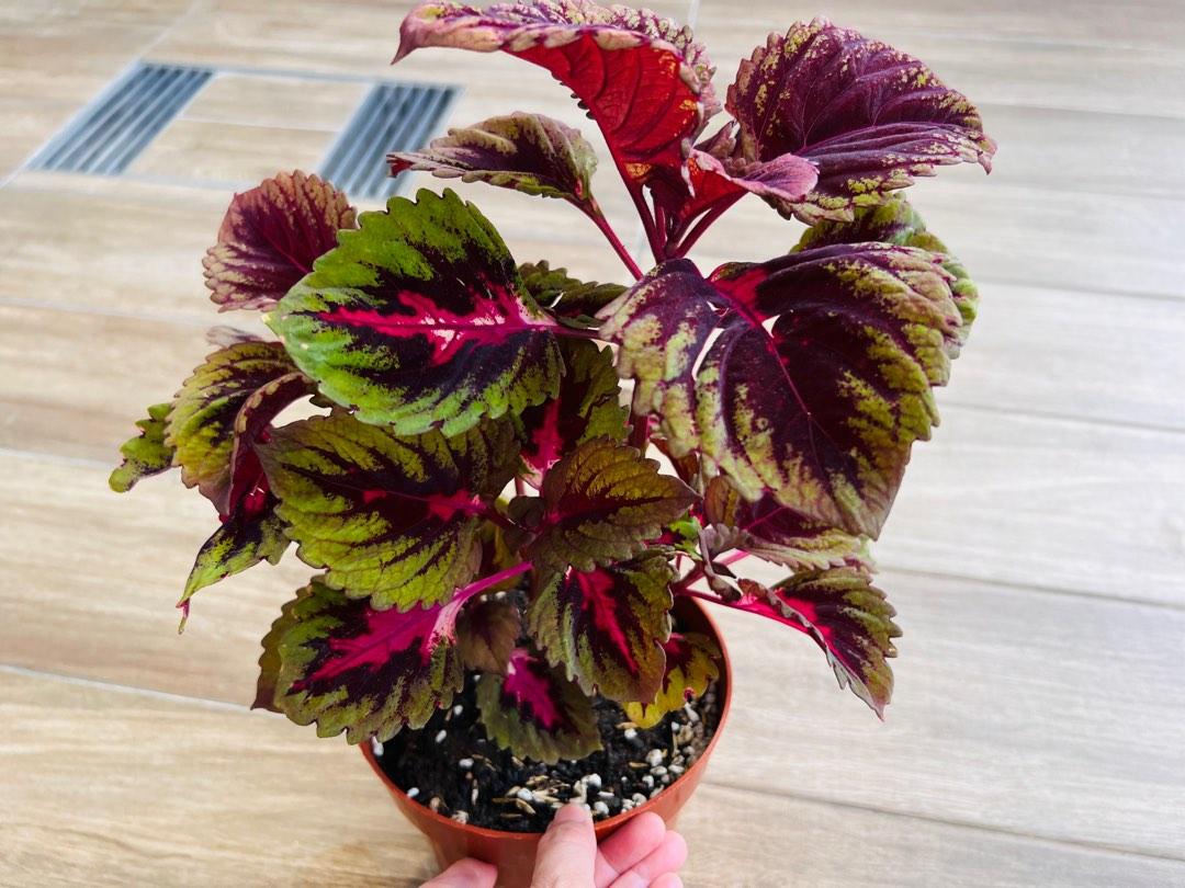 Coleus Kong Red (large leave variety of Coleus), Furniture & Home ...