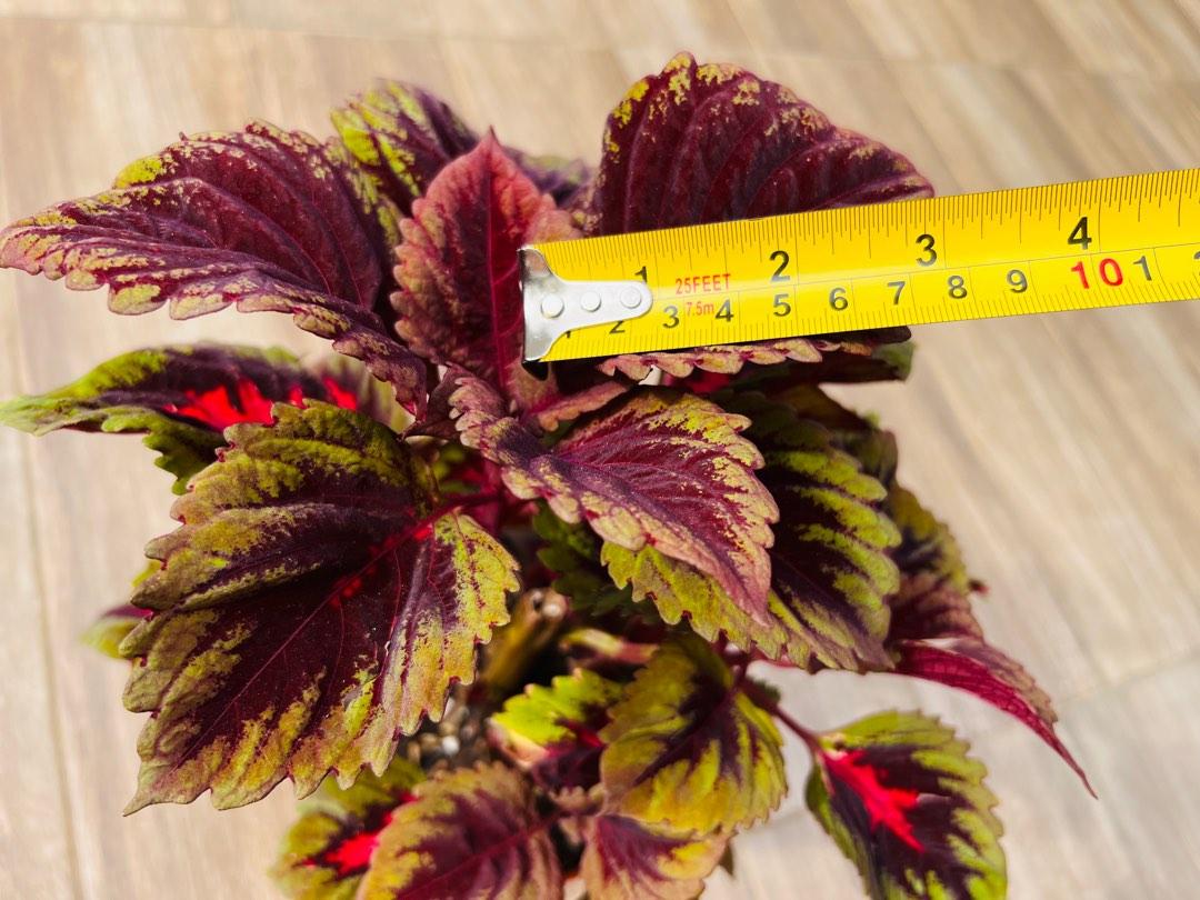 Coleus Kong Red (large leave variety of Coleus), Furniture & Home ...