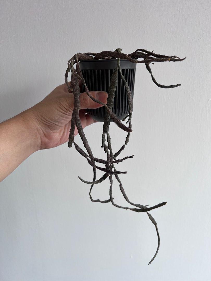 Euphorbia platyclada aka dead plant, Furniture & Home Living, Gardening ...