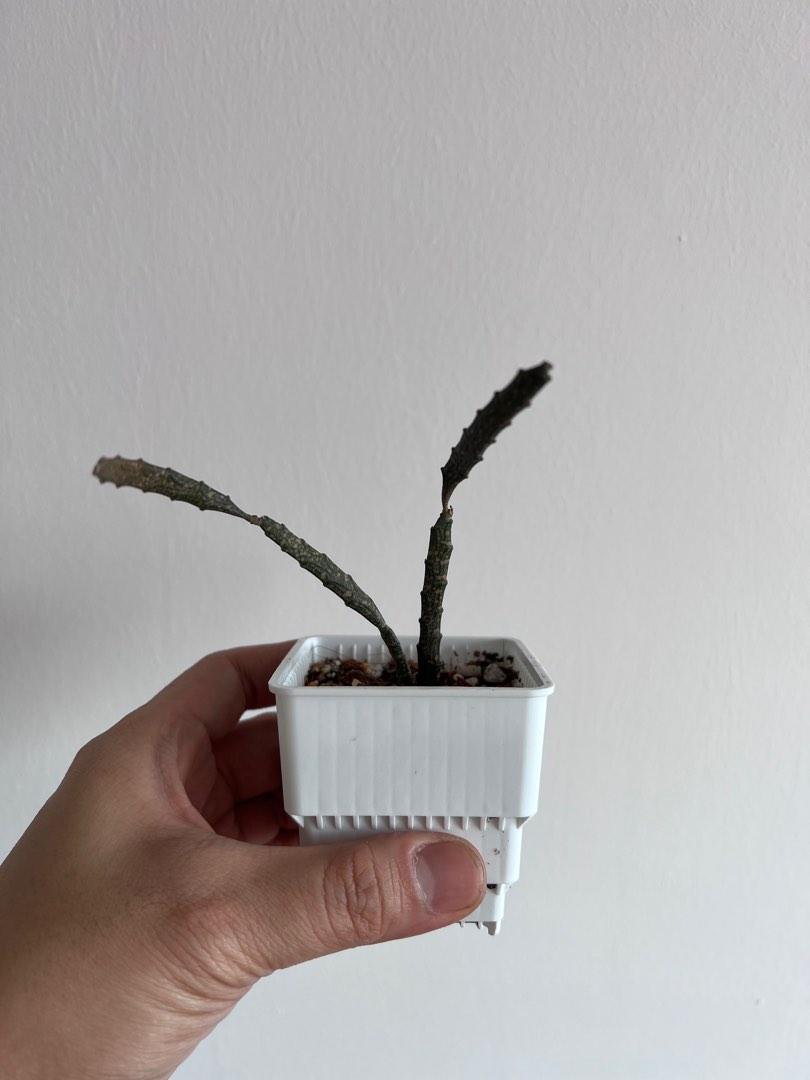Euphorbia platyclada aka dead plant, Furniture & Home Living, Gardening ...
