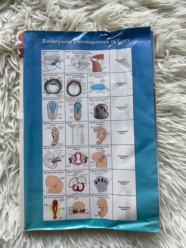 LANGMAN’S MEDICAL EMBRYOLOGY 12th EDITION, Hobbies & Toys, Books ...