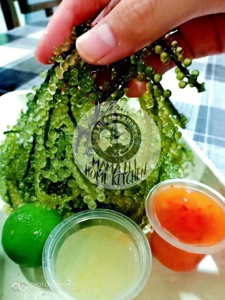 latok/ seagrapes, Food & Drinks, Fresh Produce on Carousell