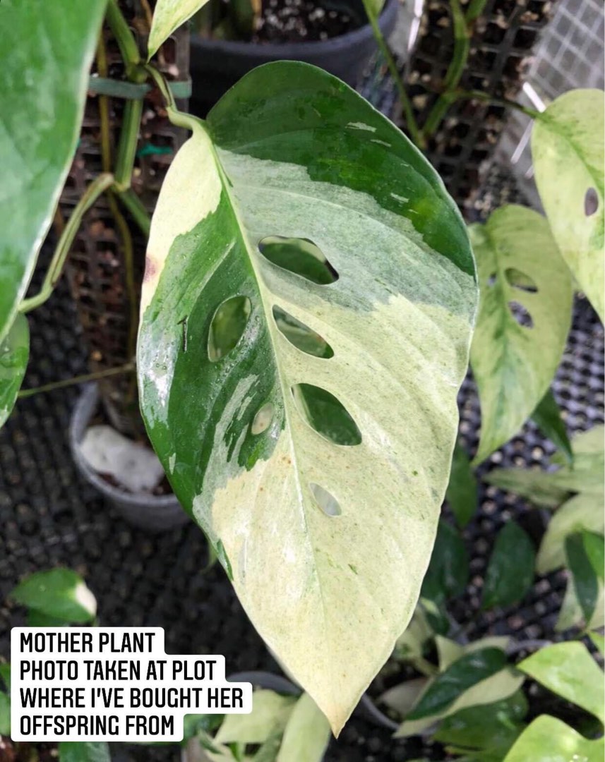 Monstera Laniata Variegated, Furniture & Home Living, Gardening, Plants ...