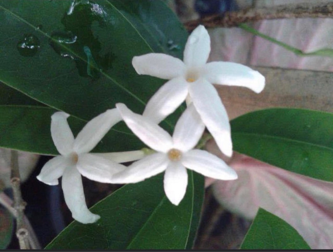 Pokok bunga wangi tongkat haji samat, prismatometris tetrandra ...