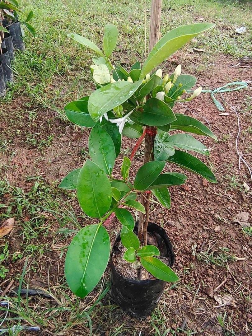 Pokok bunga wangi tongkat haji samat, prismatometris tetrandra ...