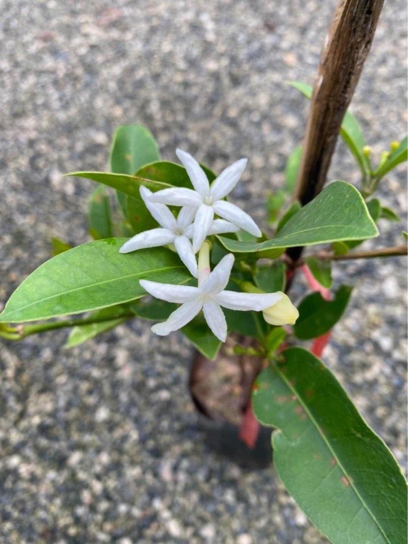 Pokok bunga wangi tongkat haji samat, prismatometris tetrandra ...