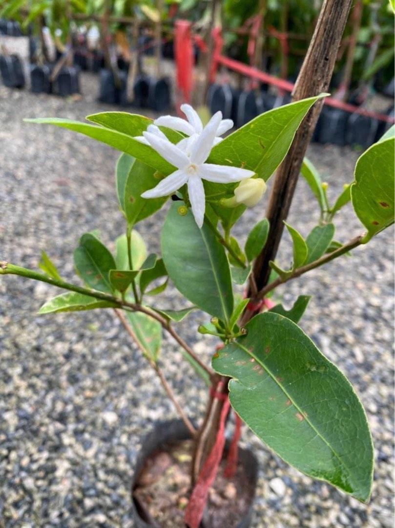 Pokok bunga wangi tongkat haji samat, prismatometris tetrandra ...