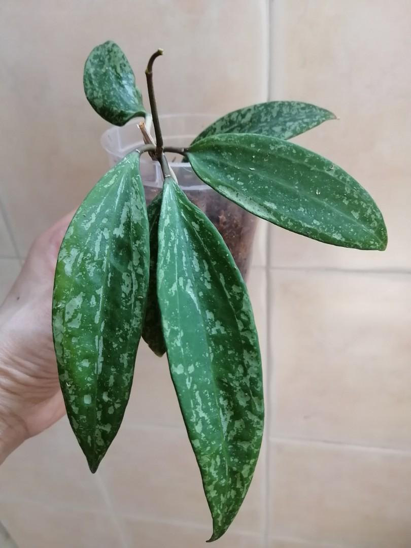 Rare! Hoya Rangsan, Furniture & Home Living, Gardening, Plants & Seeds ...