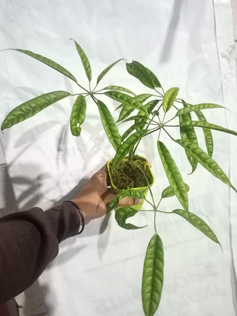 Schefflera Albido-Bracteata, Furniture & Home Living, Gardening, Plants ...