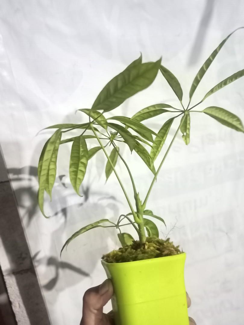 Schefflera Albido-Bracteata, Furniture & Home Living, Gardening, Plants ...