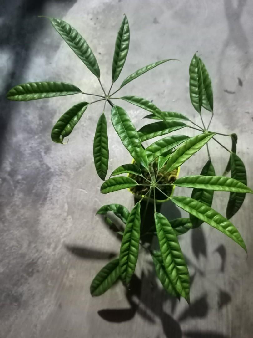 Schefflera Albido-Bracteata, Furniture & Home Living, Gardening, Plants ...