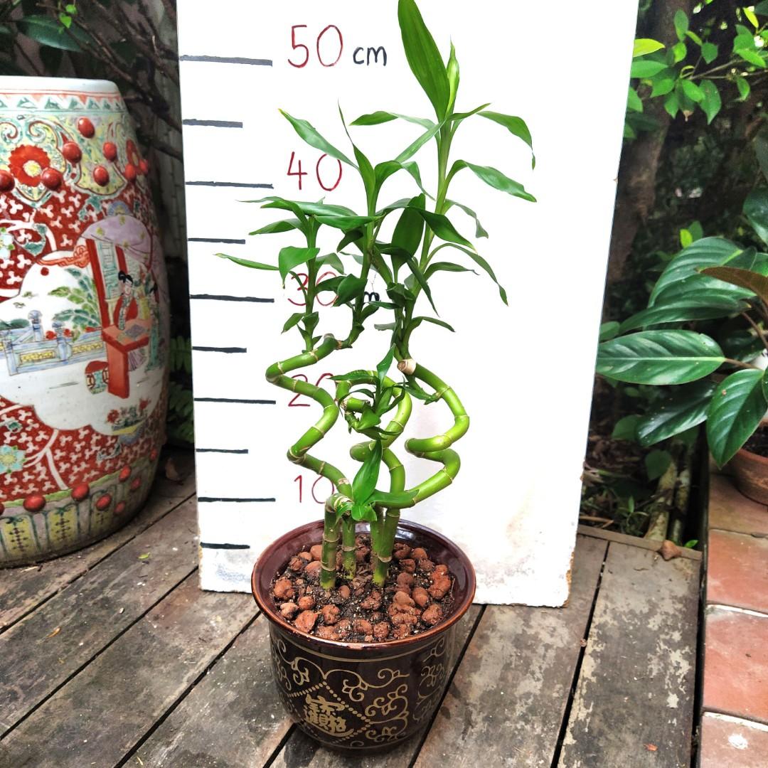 Spiral Bamboo Plants in ceramic pot, Furniture & Home Living, Gardening ...