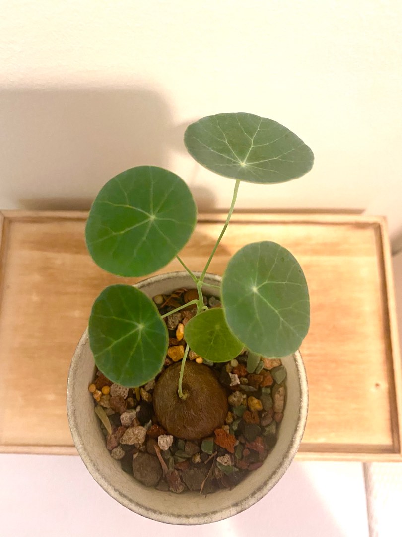 Stephania Erecta, Furniture & Home Living, Gardening, Plants & Seeds on ...