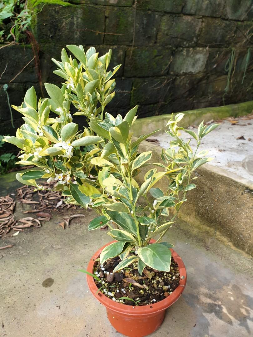 Variegated lime plant, Furniture & Home Living, Gardening, Plants ...