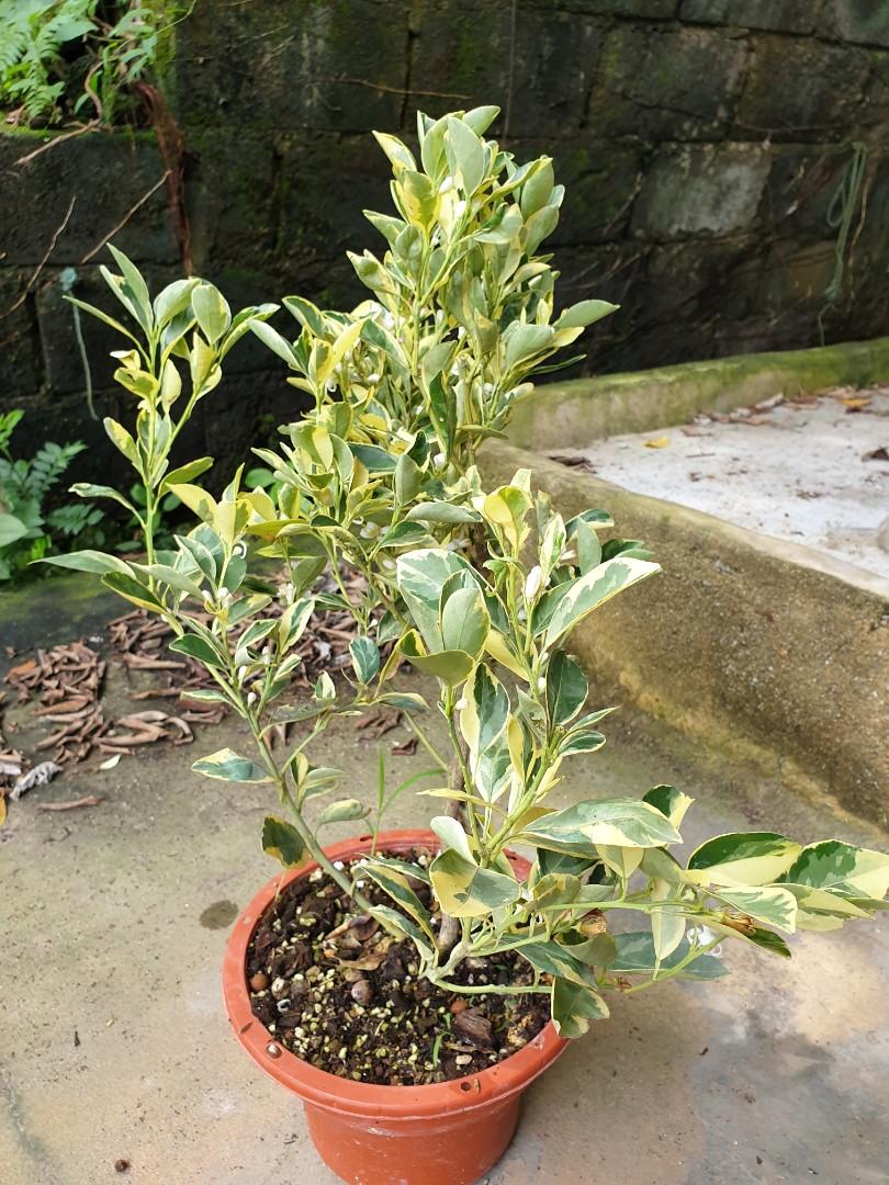 Variegated lime plant, Furniture & Home Living, Gardening, Plants ...
