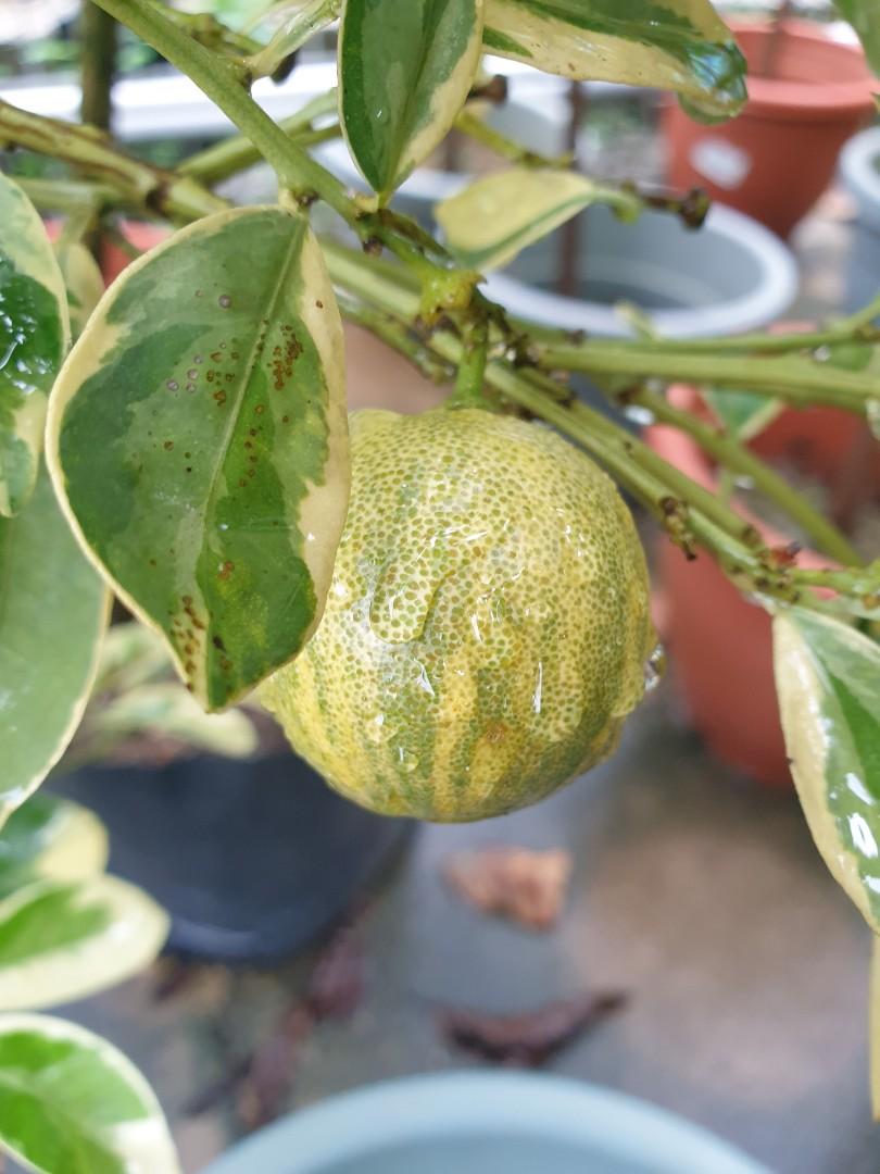 Variegated lime plant, Furniture & Home Living, Gardening, Plants ...