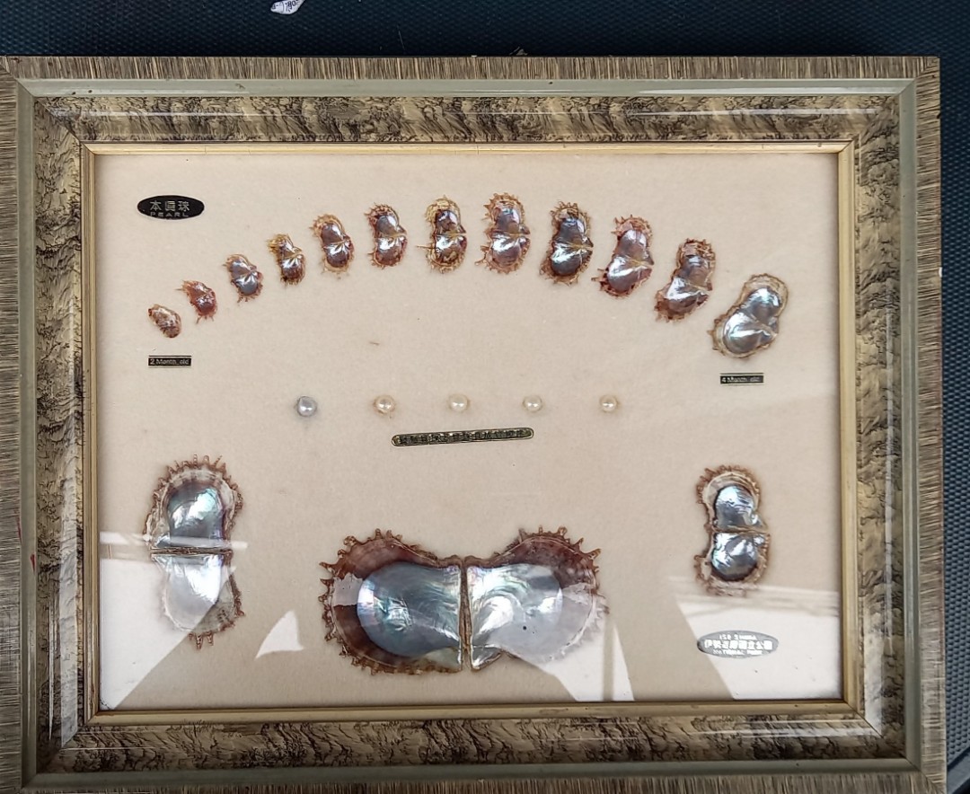 VINTAGE Cultured Pearl display Life Cycle Oyster shell, Hobbies & Toys ...