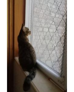 ⭐ WINDOW GATE MESH ⭐ Cat Mesh Window Mesh (FC0025), Pet Supplies, Homes ...