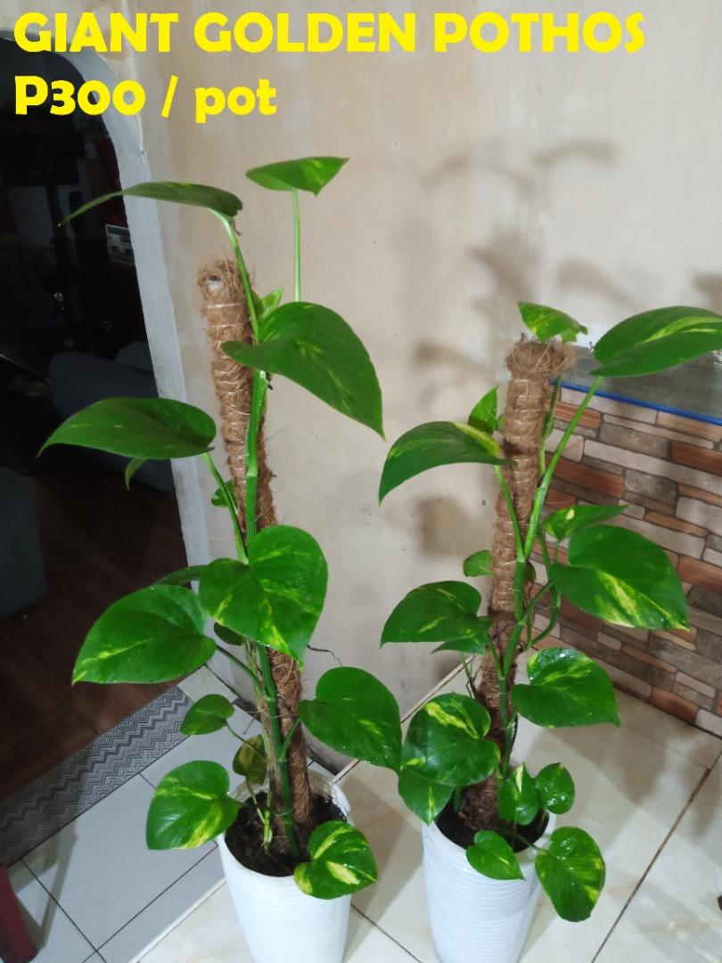 GIANT GOLDEN POTHOS & ASSORTED PLANTS PLANT ETC, Furniture & Home ...