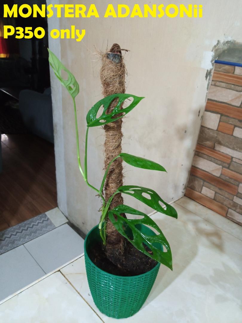 GIANT GOLDEN POTHOS & ASSORTED PLANTS PLANT ETC, Furniture & Home ...