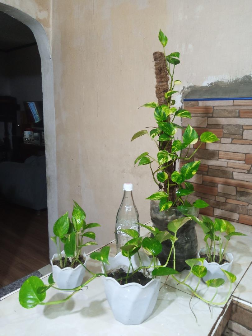 GIANT GOLDEN POTHOS & ASSORTED PLANTS PLANT ETC, Furniture & Home ...