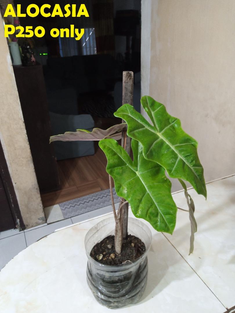 GIANT GOLDEN POTHOS & ASSORTED PLANTS PLANT ETC, Furniture & Home ...