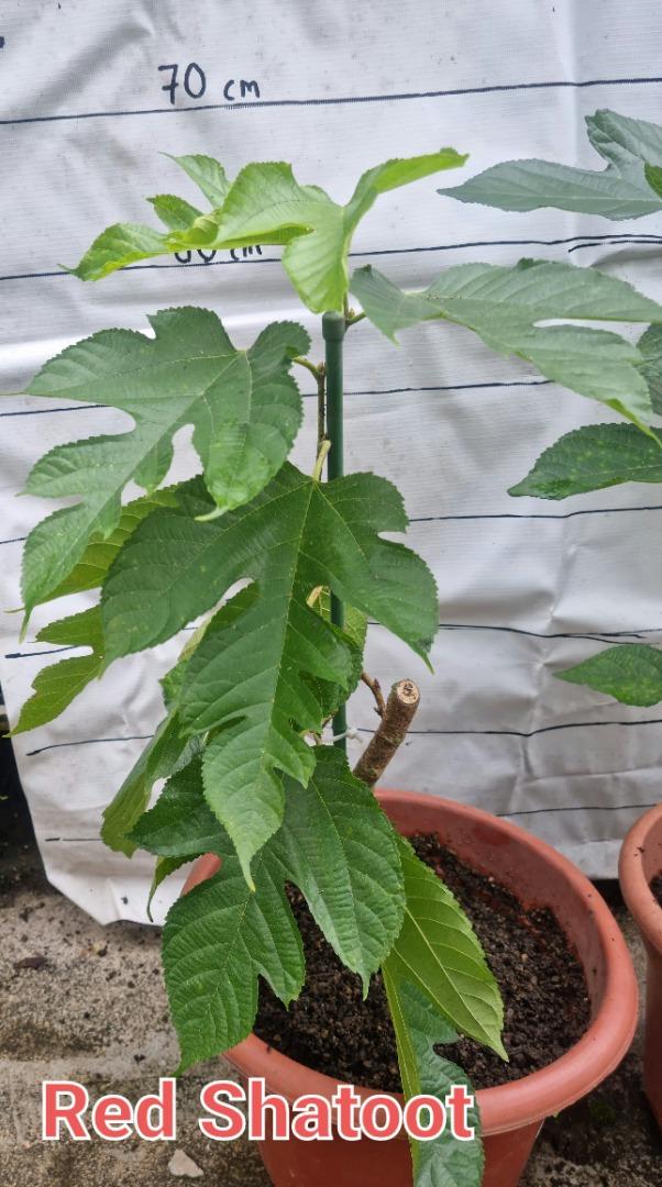 Mulberry - Himalayan Long White and Red Shatoot, Furniture & Home ...