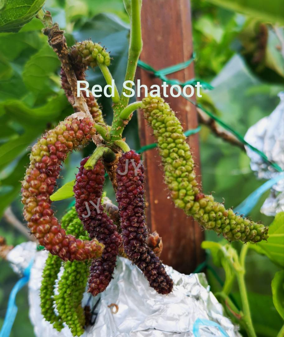 Mulberry - Himalayan Long White and Red Shatoot, Furniture & Home ...