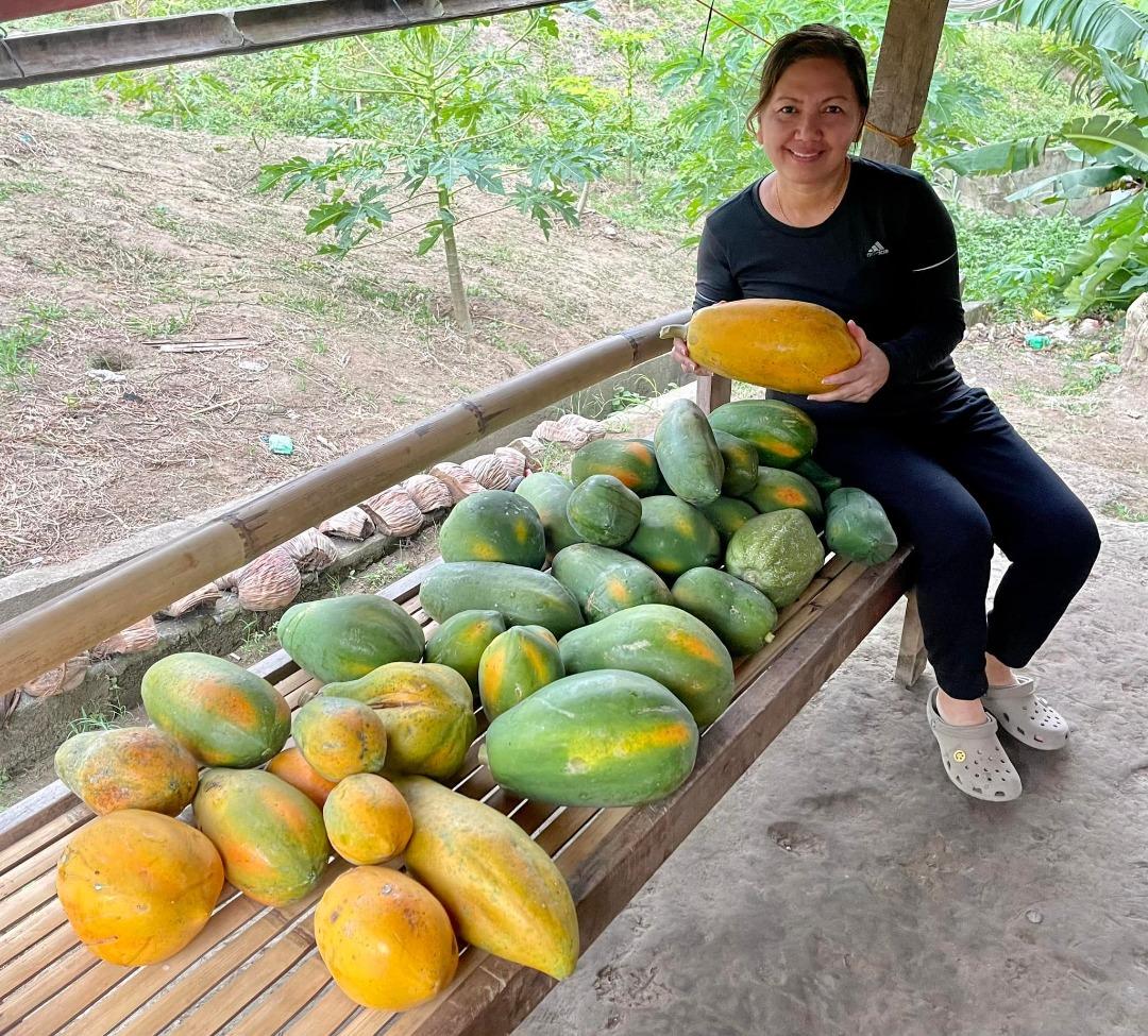 Organic Red Lady Papaya - Wholesale/Farm Pickup, Health & Nutrition ...